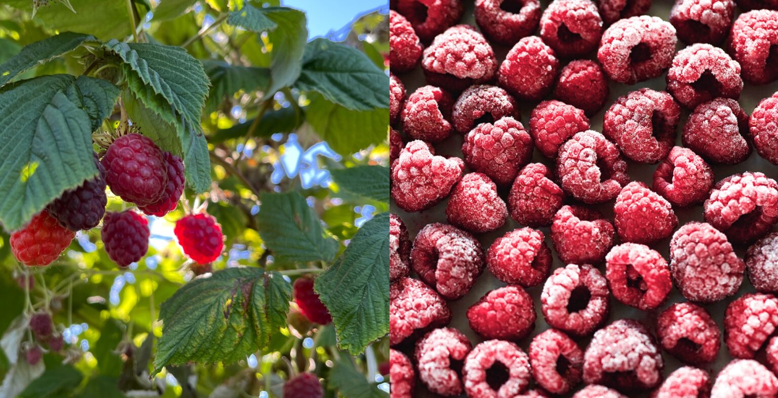 America's Raspberries - Washington Red Raspberries