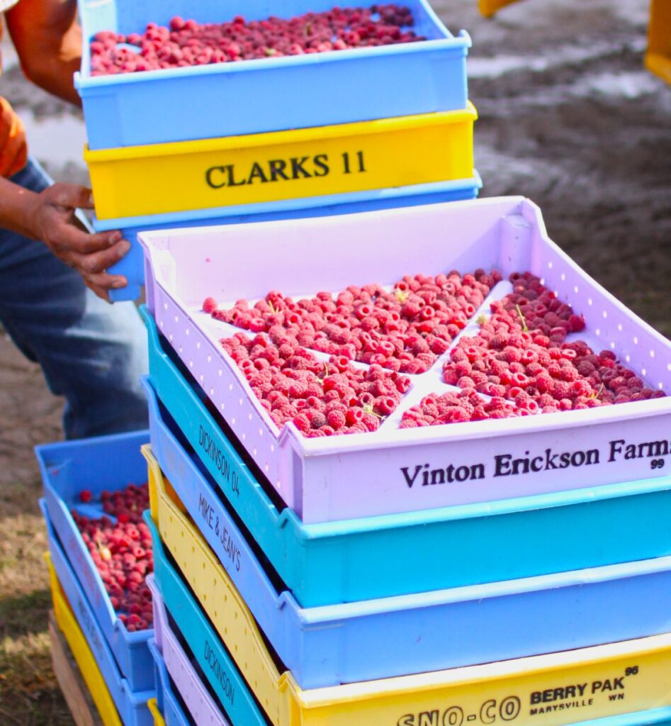 Food Safety - Washington Red Raspberries