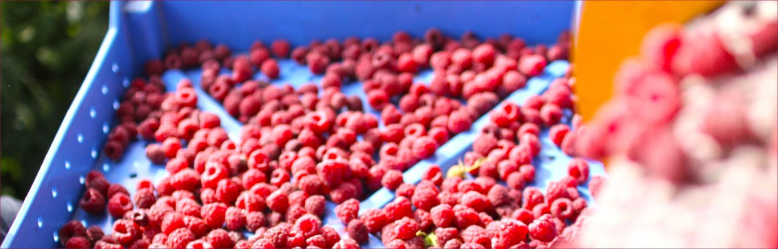 Contact Us - Washington Red Raspberries