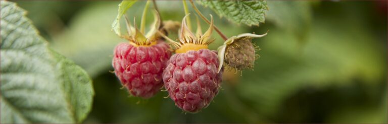 Raspberries 101 - Washington Red Raspberries