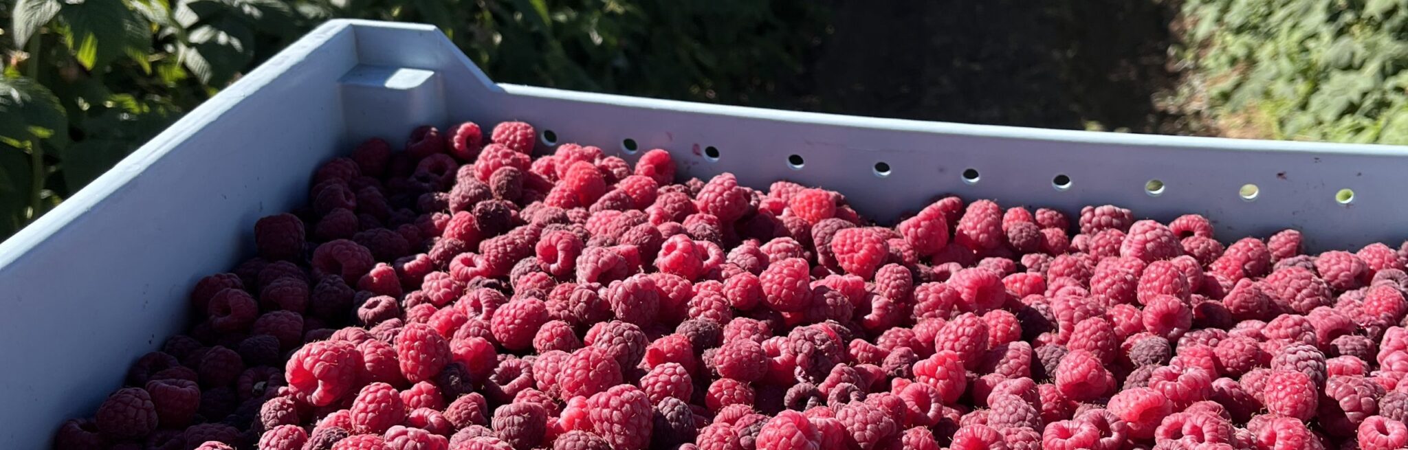 Raspberry Industry Service Award - Washington Red Raspberries